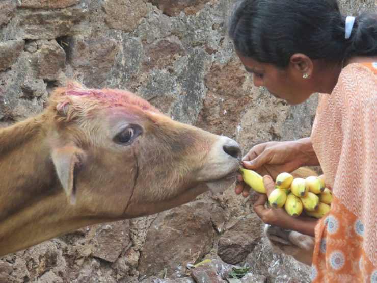 Dairy, Death and Dharma – Animal Liberation Currents