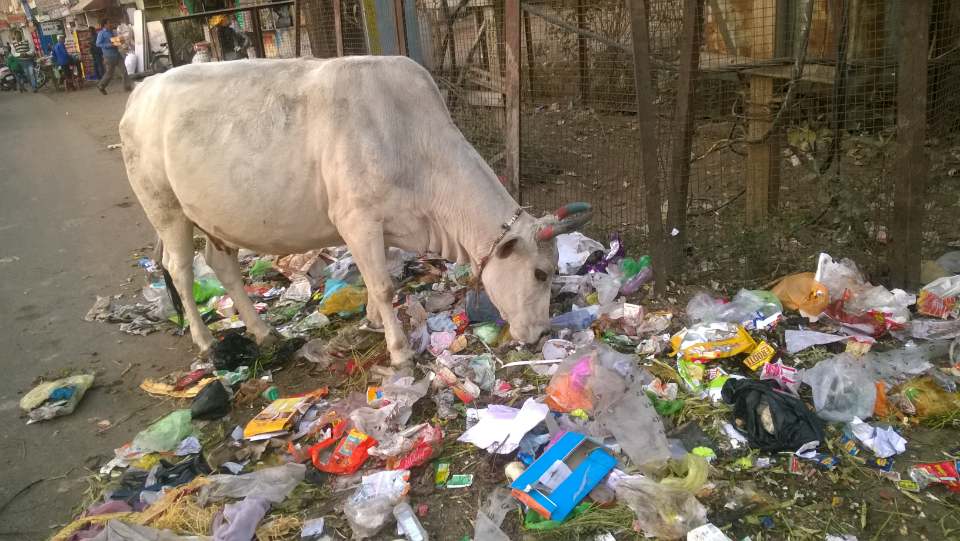 India and Veganism – Animal Liberation Currents